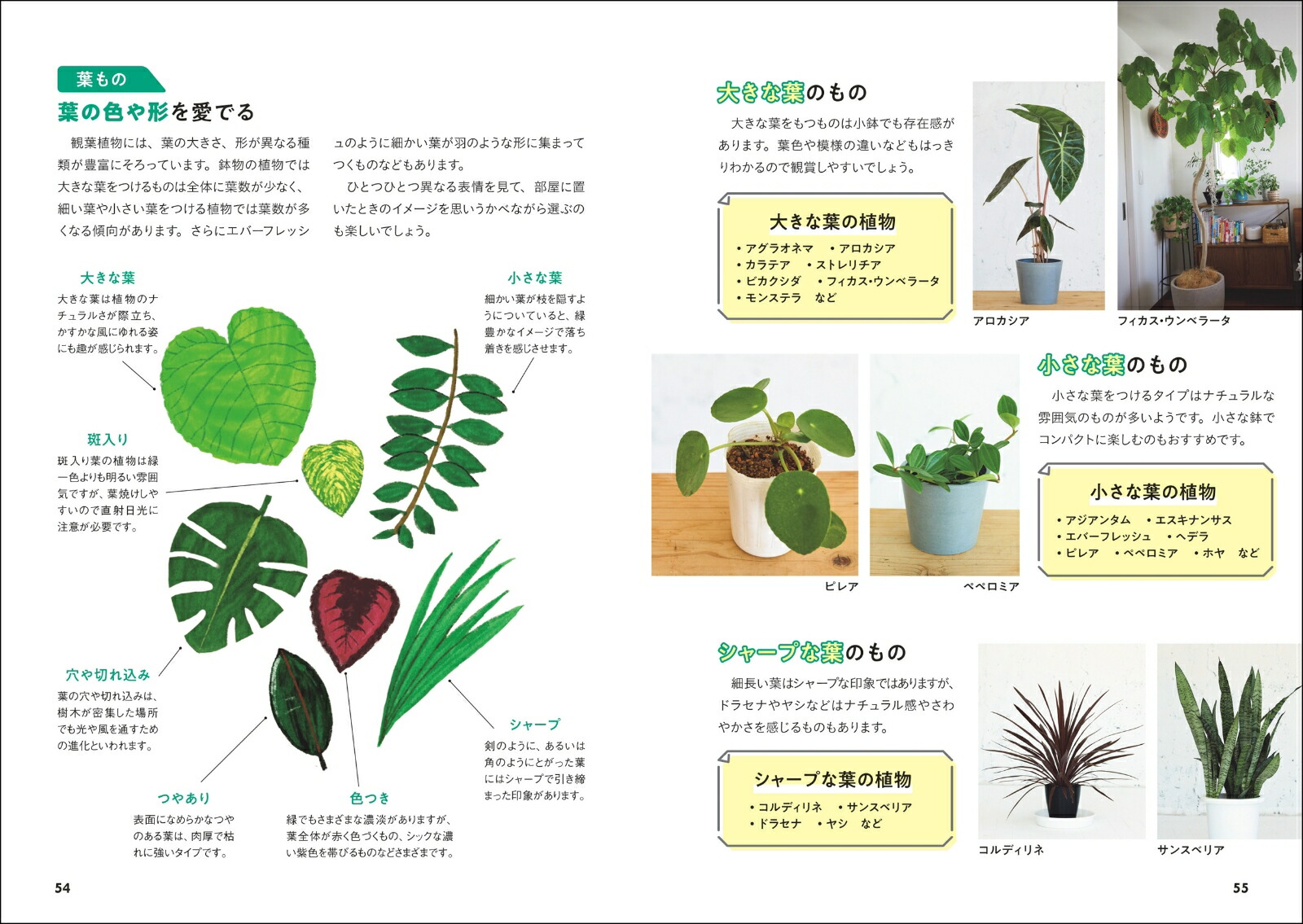 楽天ブックス 選び方・育て方のコツがわかる!観葉植物を楽しむ教科書 佐藤 桃子 9784816373824 本